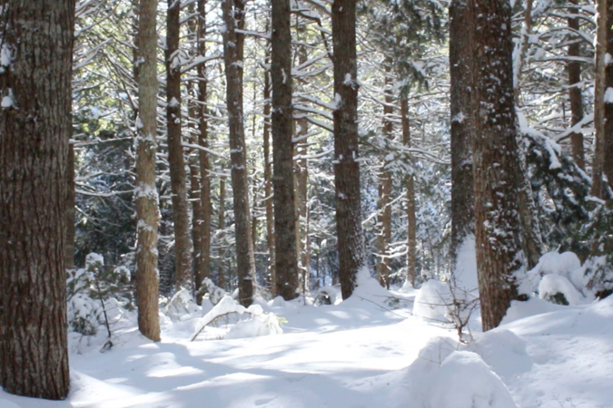The Wabanaki-Acadian Forest